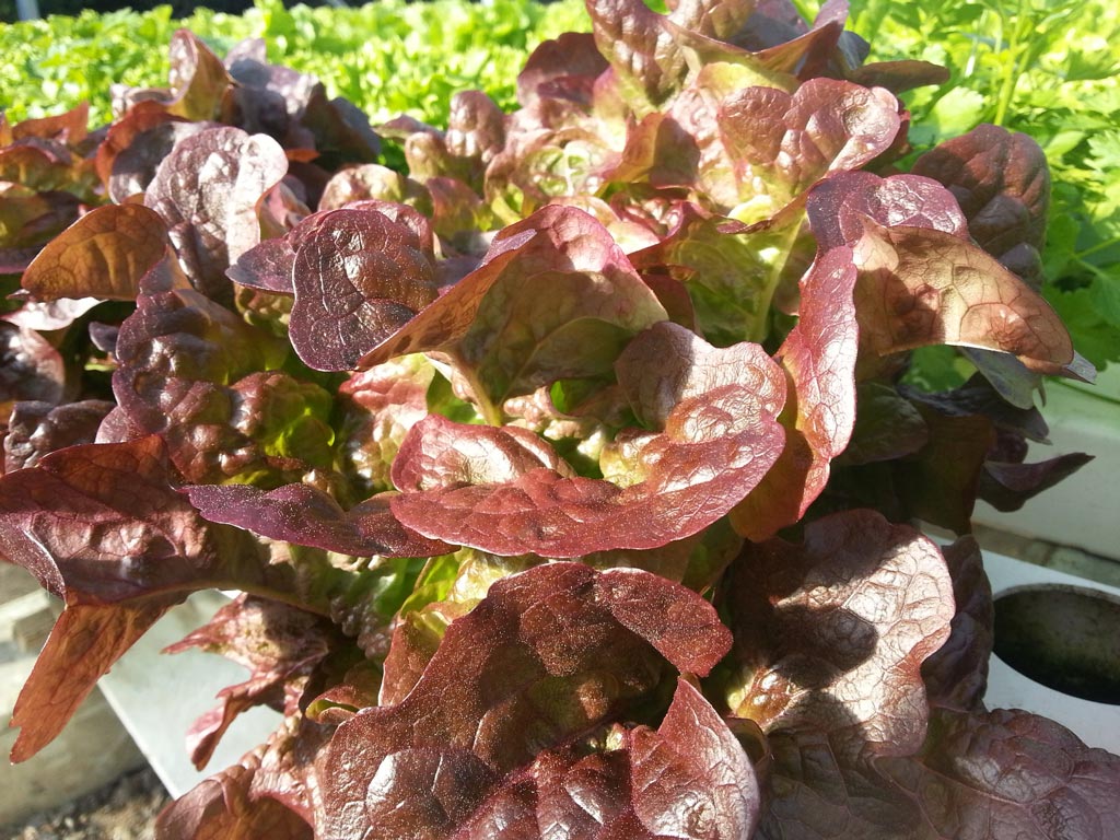 Fresh and Fancy - Hydroponic Lettuce and Herbs, all year round